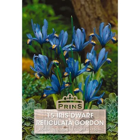 Iris Gordon 15 Bulbs Beautiful Blue Iris Flowers