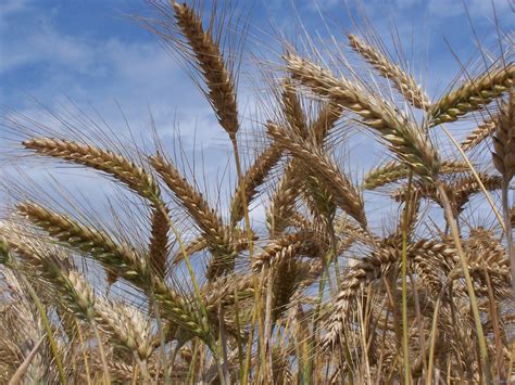 Triticale Nutrition Facts And Health Benefits Hb Times