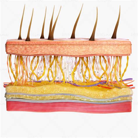 Skin Cross Section 3d Model