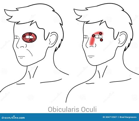 Obicularis Oculi Stock Illustration Illustration Of Outline 304713507