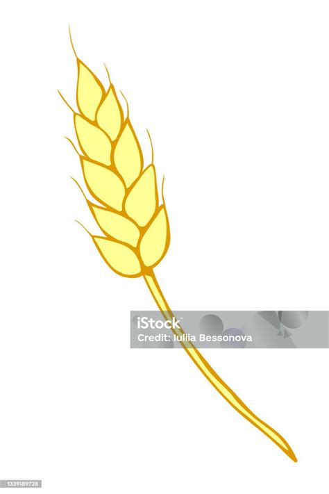 흰색 배경에 고립 된 밀의 벡터 황금 스파이크 플랫 스타일로 손으로 그린 컬러 클립 아트 베이커리 제품 밀가루 수확 추수 감사절