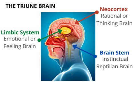 Neo Cortex And Limbic System