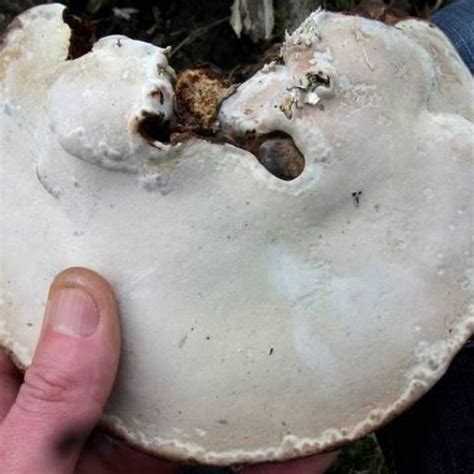 Ganoderma Adspersum Mushroom Identification Habitat And Uses