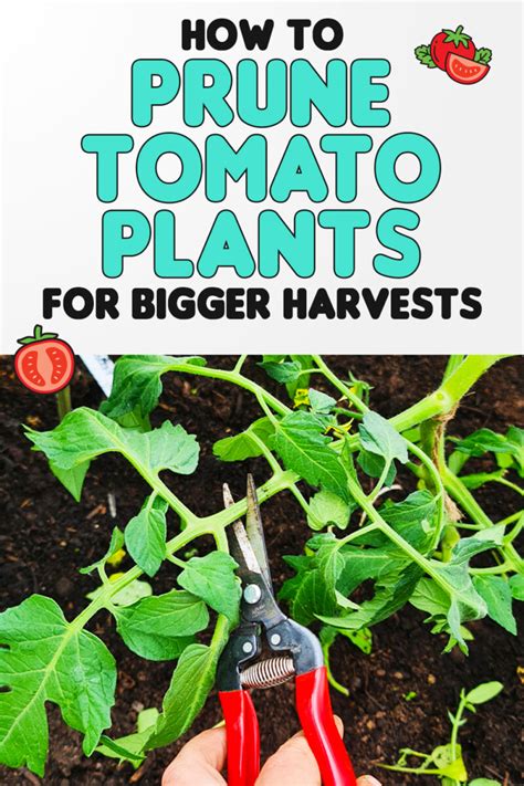 How To Properly Prune Tomatoes Patient Gardener