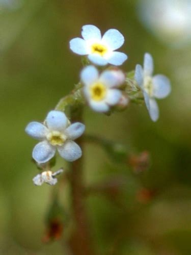 東邦大学薬学部 薬用植物園 見本園キュウリグサ