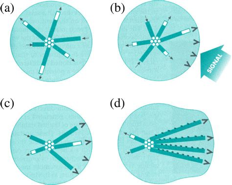 Plasticity Of Microtubule Arrays Microtubules Are Composed Of Tubulin