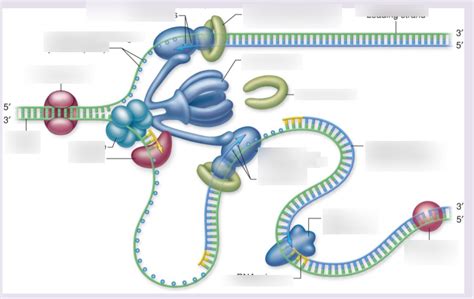 Dna Replication Diagram Quizlet