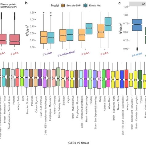 Cis Snp Heritability And Evaluation Of Prediction Model Download Scientific Diagram