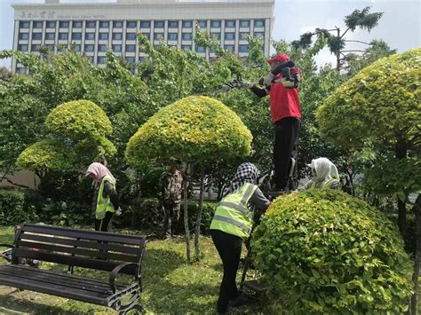推进绿化修剪 提升城市颜值 ——朝阳区园林管理中心开展绿篱及草坪专项修剪工作