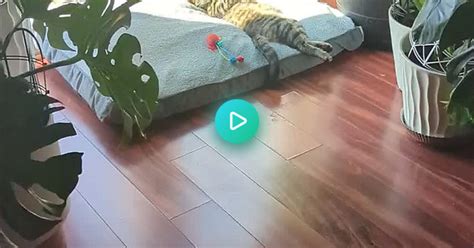 Afternoon Naps Album On Imgur