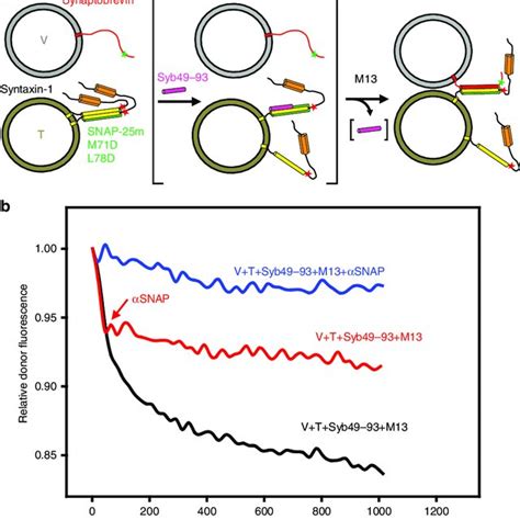 αsnap Inhibits Trans Snare Complex Assembly A Diagram Illustrating The Download Scientific