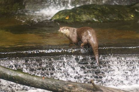 Cute Wet Brown Otter Walking Around In A Dam Stock Image Image Of
