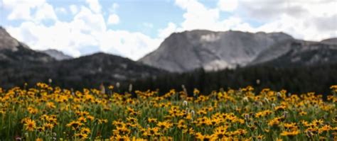 Raymond Camden Dev Community