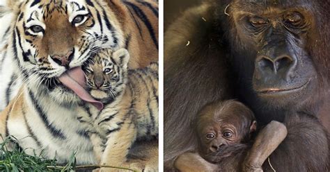 Заботливые мамы мира животных - Мир хитростей