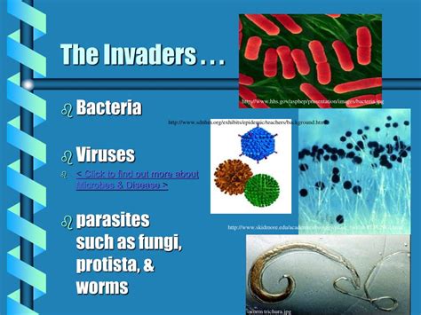 Ppt The Immune System Powerpoint Presentation Free Download Id219404