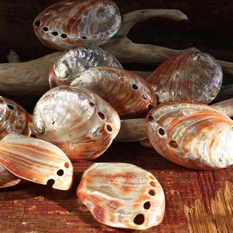 Polished Red Abalone Shell Haliotis Rufescens Mother Of Pearl