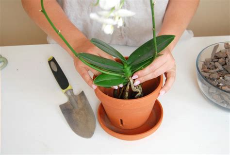 How To Repot An Orchid To Keep It Healthy And Happy