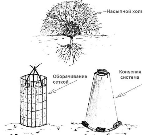 Готовим сад к зиме Ornamental Plants Garden Obelisk Winter Garden