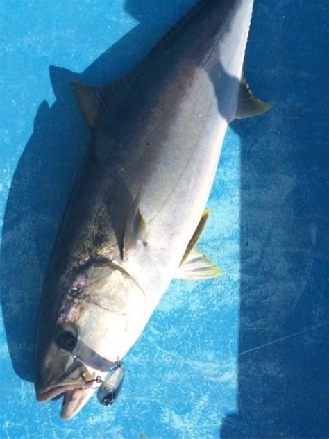 ヒラマサ ローカルスタンダードのブログ