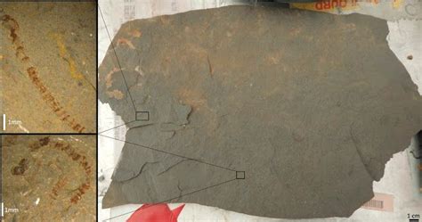 Rare Fossilized Algae Discovered Unexpectedly Fill In Evolutionary