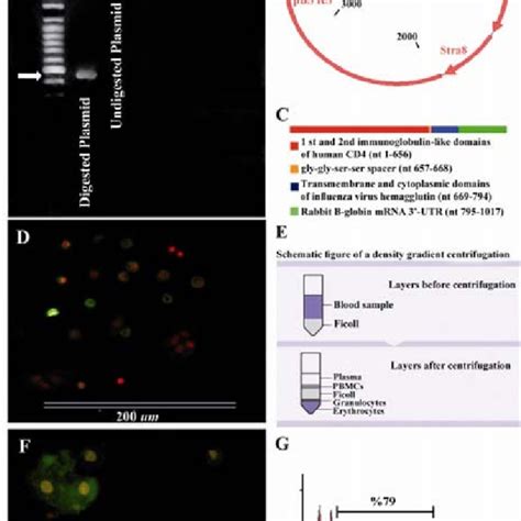 Schematic Representation Of Experimental Design During Ssc Like Cells