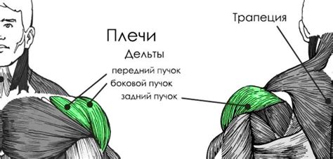 Тренировка плеч для девушек в тренажерном зале