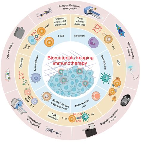 A Schematic Of The Real‐time Monitoring Of Immune Cells And Immune