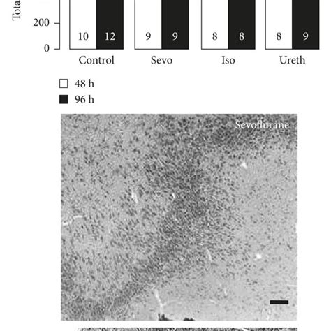 Neuronal Integrity In The Piriform Cortex Following Anesthetic