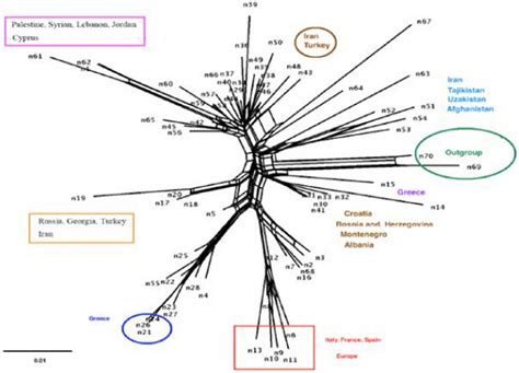 Split Network Of Crocus Species Based On Combined Sequences Of The Its