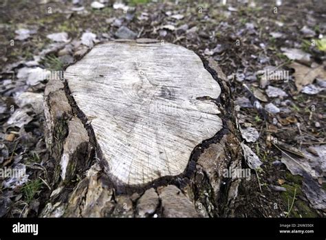 Detail Of Cut Tree Trunk In A Forest Destruction Of Nature Stock Photo Alamy