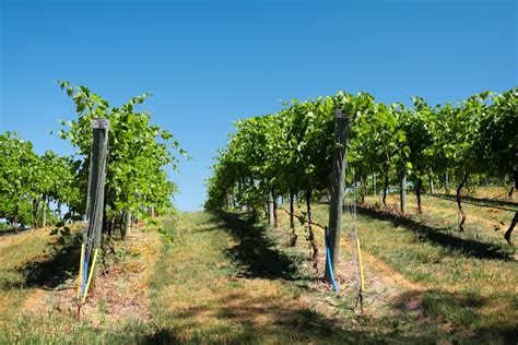 낮 동안 푸른 하늘 아래 푸른 잔디밭에 푸른 나무 사진 Unsplash의 무료 와이너리 이미지