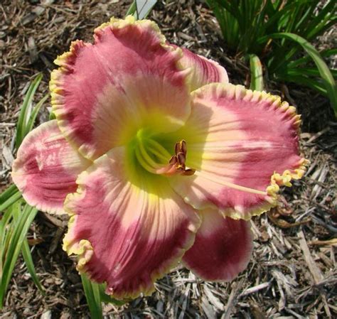 Earthly Treasures Daylily Garden Picture In Picture