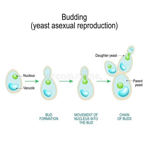 Budding Reproduction Stock Illustrations 62 Budding Reproduction Stock Illustrations Vectors