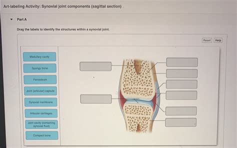 Solved Art Labeling Activity Synovial Joint Components