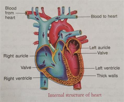 Internal Structure Of Heart Diagram