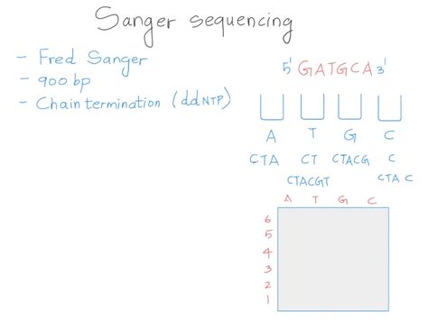 Solved A [3 Nucleotide Long Dna Template Was Sequenced By The Chain Terminator Method The