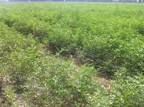 Glycyrrhiza Uralensis Seed Plant Seedsalive Roots