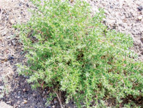 042 白茎盐生草 宁夏罗山植物 图片