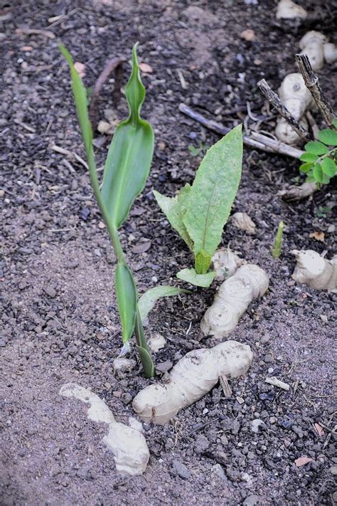 Ginger Sprouting From The Ground Stock Image Image Of Agriculture Spice 346100073