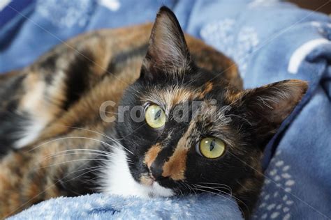 고양이 Cat 카오스 귀여운 사랑스러운 사진 이미지 일러스트 캘리그라피 하나둘 디자인작가