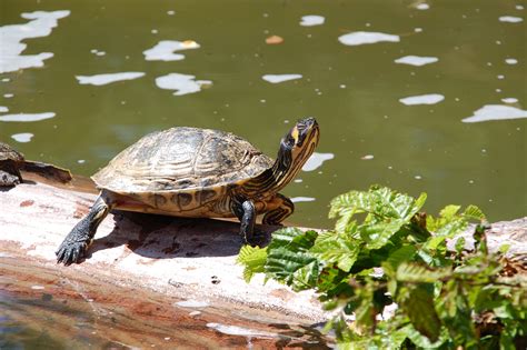 Безплатна снимка вода дивата природа влечуго фауна гръбначен влечуги водна костенурка