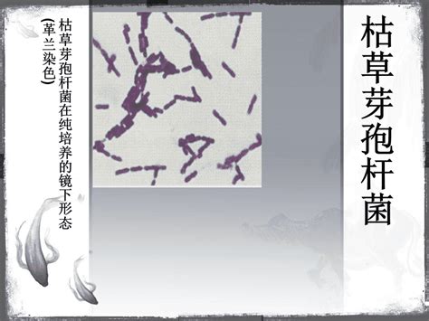 枯草芽孢杆菌芽孢染色 图库 五毛网