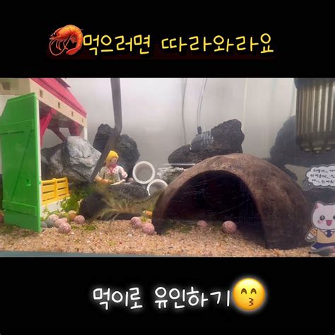 나처럼 잘먹는 가재있음 나와봐라오바하루다섯끼기본물생활 수족관 취미생활 Aquarium Cute 마블가재 일상 식탐대식가잘먹는가재미스테리가재물생활소통