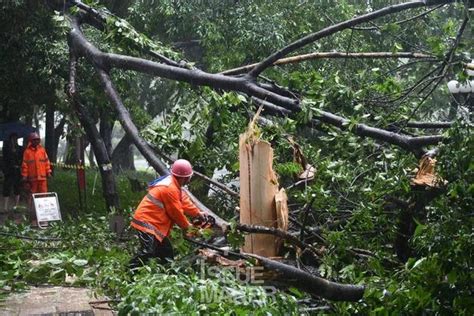 사진 中 선전 기록적 폭우에 나무 쓰러져 이슈메이커