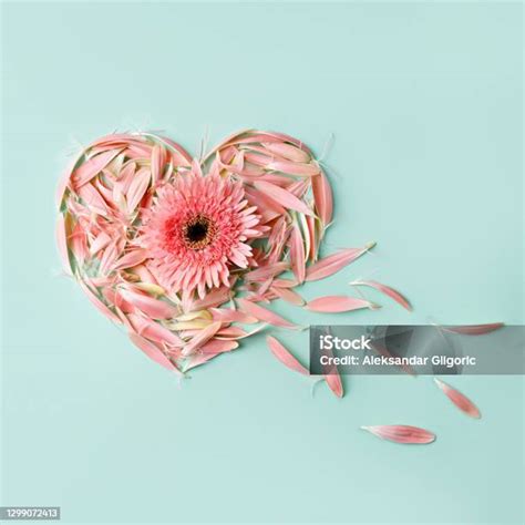 파스텔 민트 배경에 거베라 꽃과 분홍색 꽃잎으로 만든 심장 0명에 대한 스톡 사진 및 기타 이미지 0명 거베라데이지