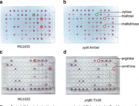 Figure 1 From Phenotype Microarrays For High Throughput Phenotypic Testing And Assay Of Gene