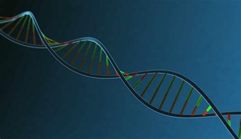 Fgfr3 El Receptor Del Factor De Crecimiento De Fibroblastos 3 Salud