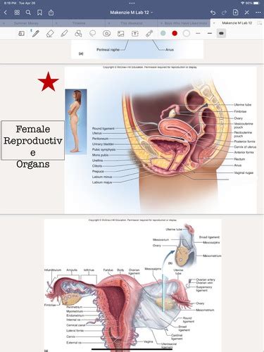 Reproductive System Flashcards Quizlet