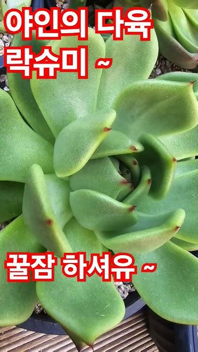 연두 싱그러운~ 꿀잠 하셔유 ~ 빈예서 파종이 실생 다육 다유기 다육이 다육식물 반려식물 다육판매 다육이판매 다육이키우기 다육인스타그램 매혹이 청주
