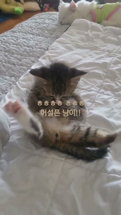 ㅋㅋ미야우 그루밍이 아직 힘든 냥이 귀요미 아기냥이 Kitten Cat 고양이 고양이일상 Youtube